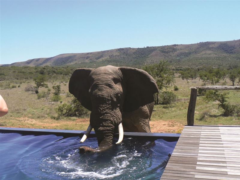 Pumba Private Game Reserve