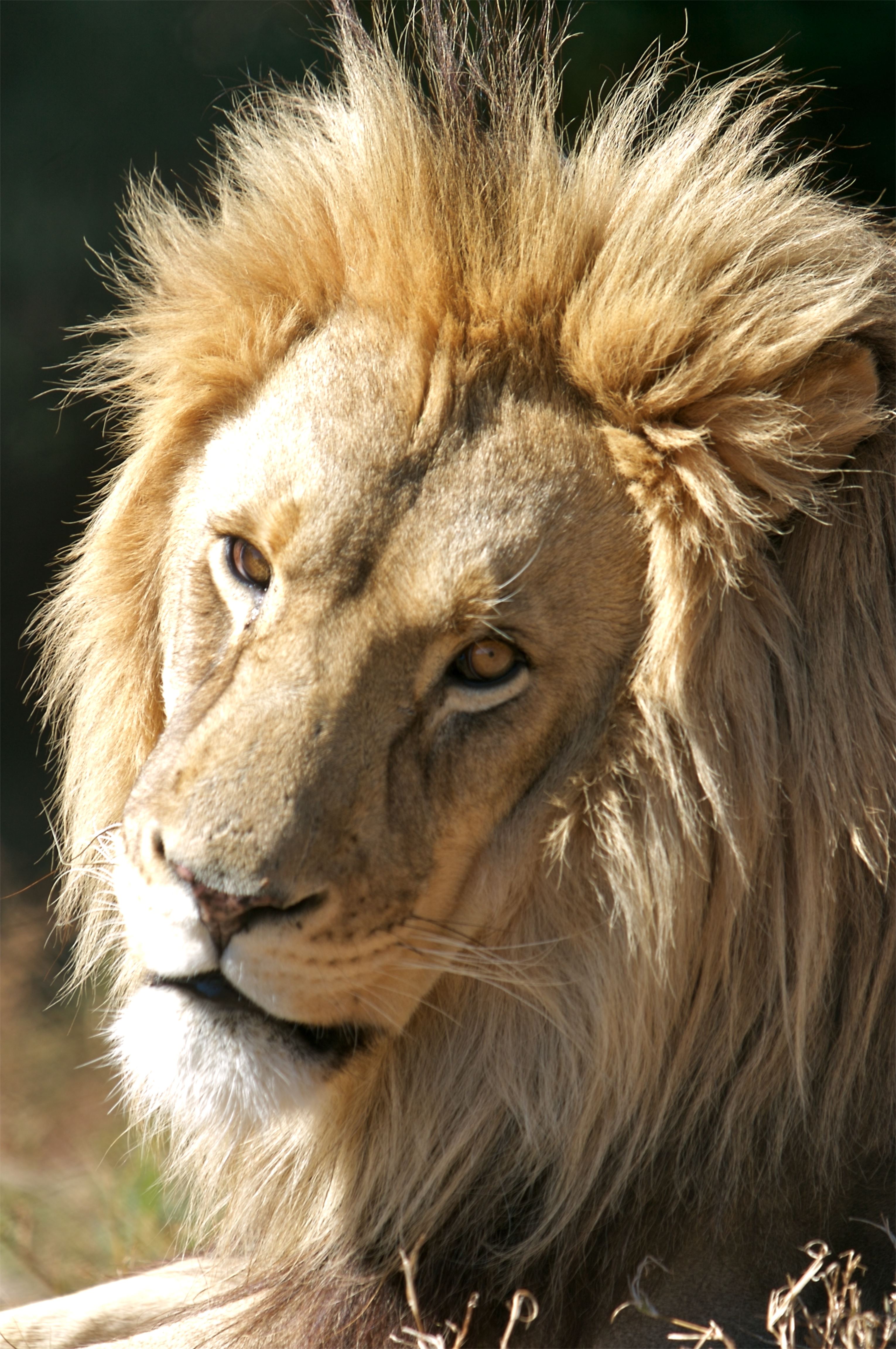 Lionsrock Big Cat Sanctuary Lionsrock Big Cat Sanctuary
