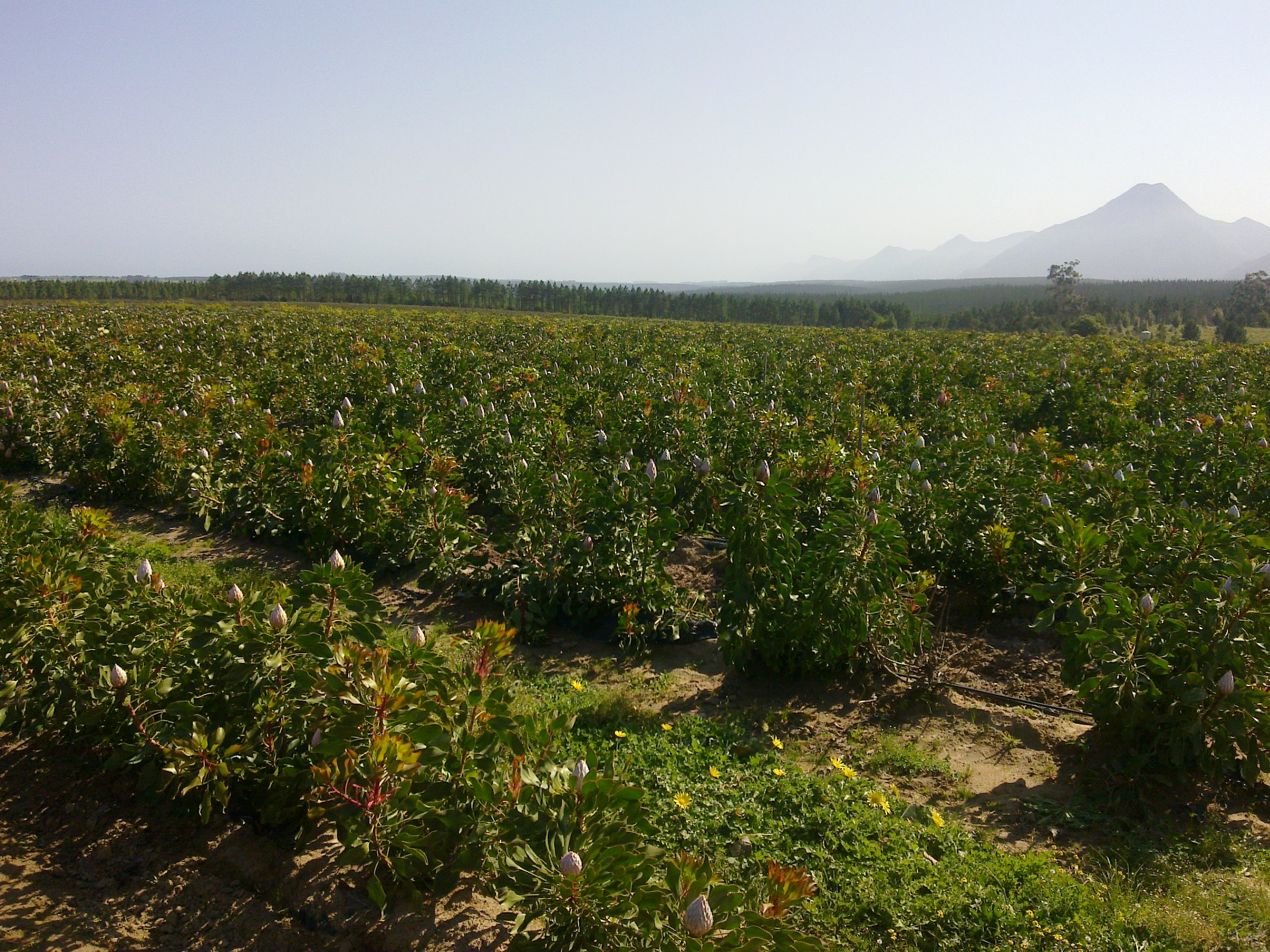 Regyne Protea Farm
