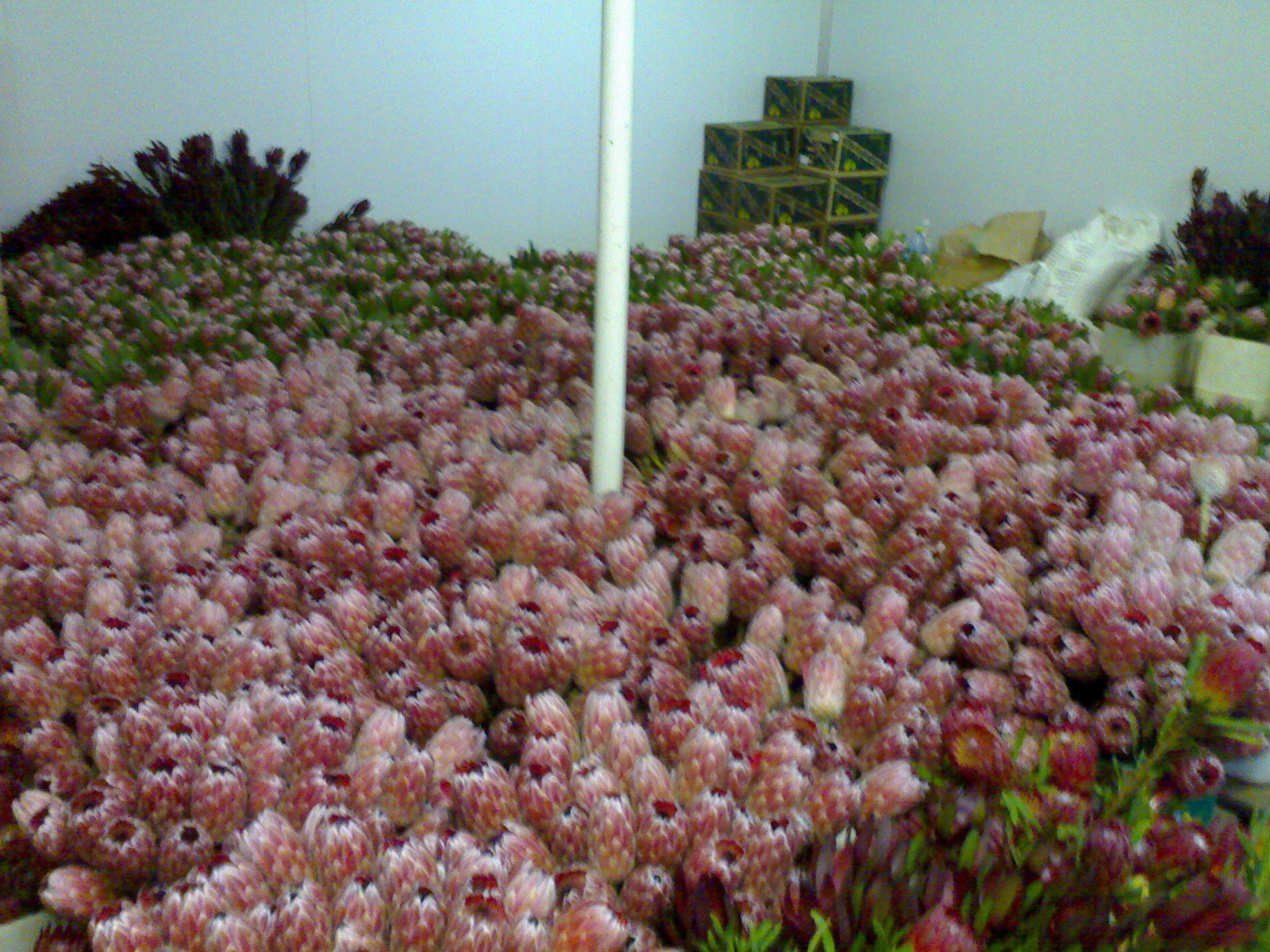 Regyne Protea Farm