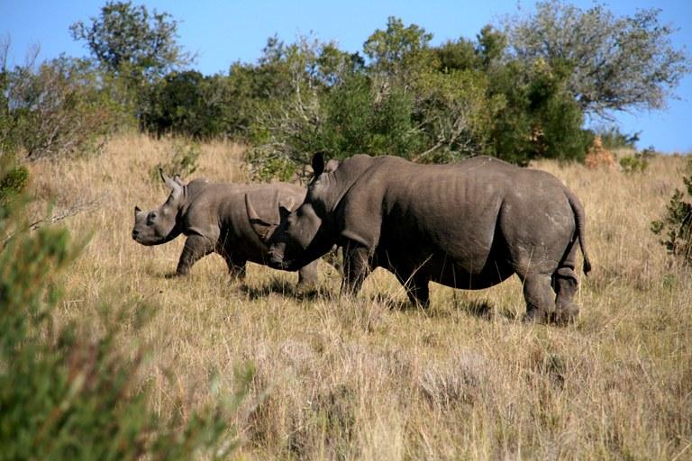 Kwantu Private Game Reserve | Affordable Deals - Book Self-Catering or ...