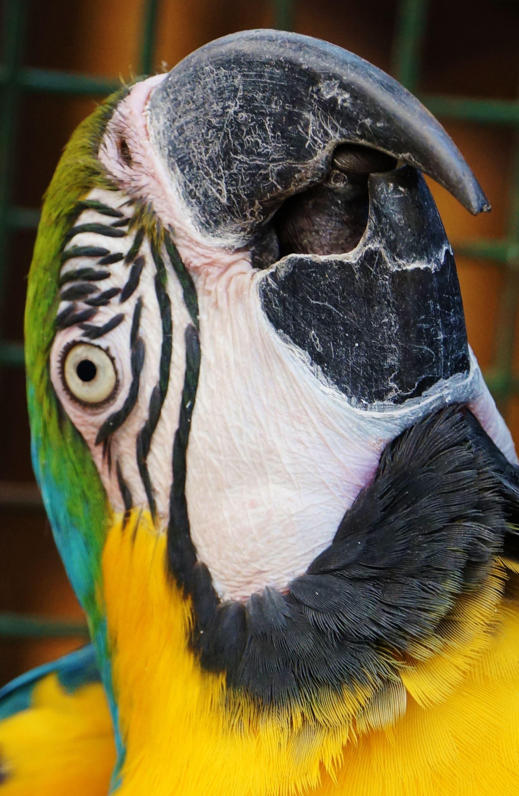 Parrot Lodge | Get the Best Accommodation Deal - Book Self-Catering or ...