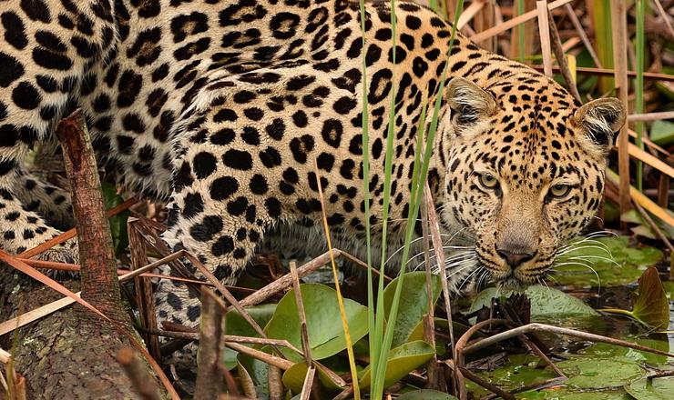 Travelstart | Tenikwa Family Suites